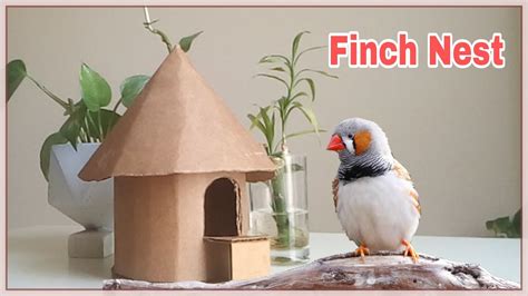 Zebra Finch Nest Box Plans