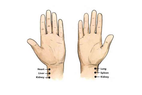Tcm Pulse Diagnosis