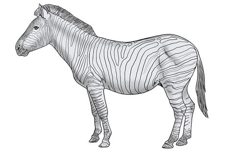 How To Draw A Realistic Zebra