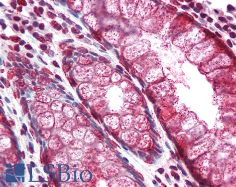 IHC Plus Mucin 2 MUC2 Monoclonal Antibody Mouse Anti Human LSBio