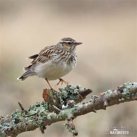 Wood Lark Photos Wood Lark Images Nature Wildlife Pictures NaturePhoto