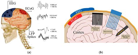 Applied Sciences Free Full Text Flexible And Organic Neural Interfaces A Review Html
