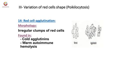 Abnormal Morphology Of Rbc Notes Pdf