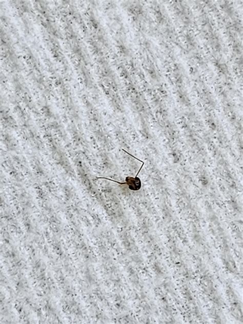 What Is This Bug Socal R Whatisthisbug