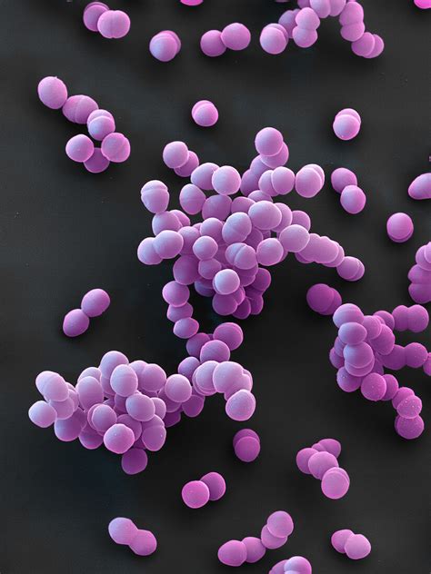 Enterococcus Faecalis Interactions Between Candida Albicans And