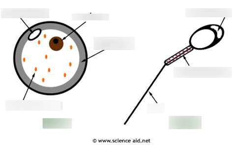 Ovum And Sperm Diagram Quizlet