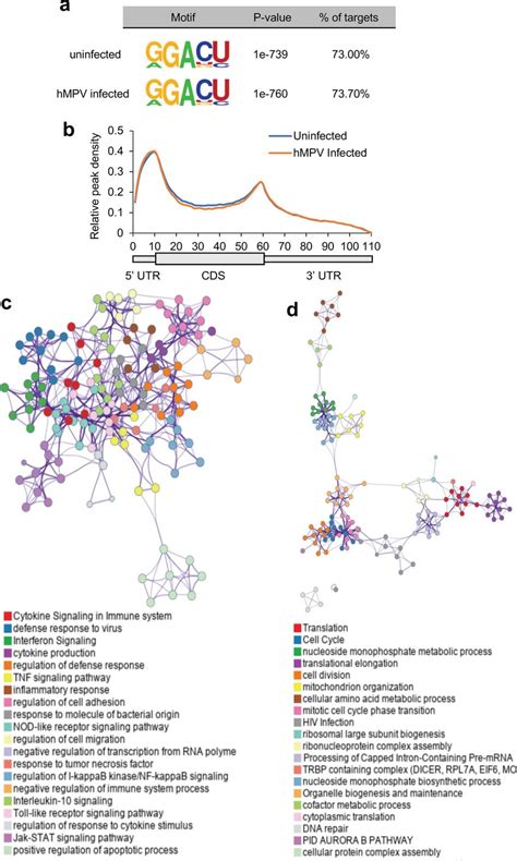 Hmpv Infection Alters The Transcriptome Of Host Transcripts Total Rnas Download Scientific