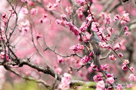 Plum Blossoms Discover Kyoto