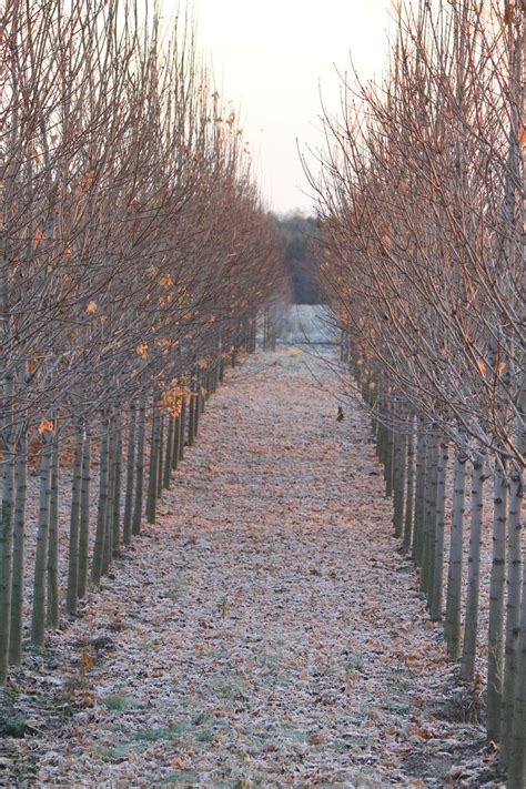 Marching Into The Distance By Eternalfall1 On Deviantart