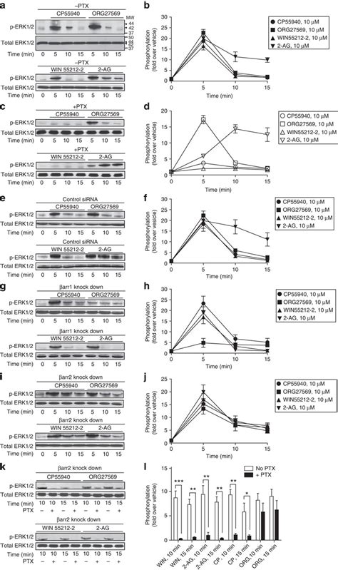 Cb1r β Arrestin 1 Mediates The Activation Of Erk12 By 2 Ag A
