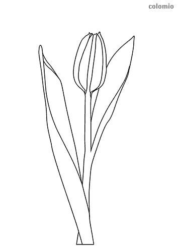 Tulpe Ausmalbild