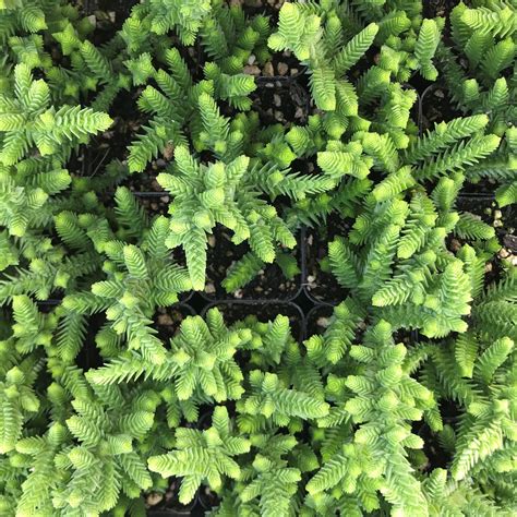 Crassula Muscosa Watch Chain 2 Pot Little Prince To Go
