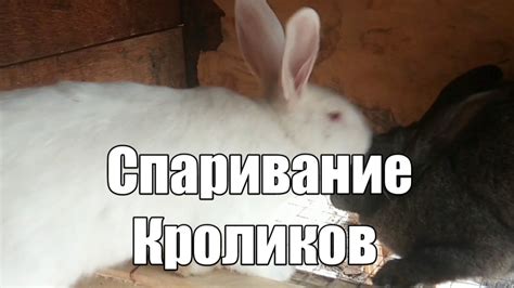 Как понять что кролиха спарлвалась Спаривание КРОЛА и КРОЛИХИ Youtube