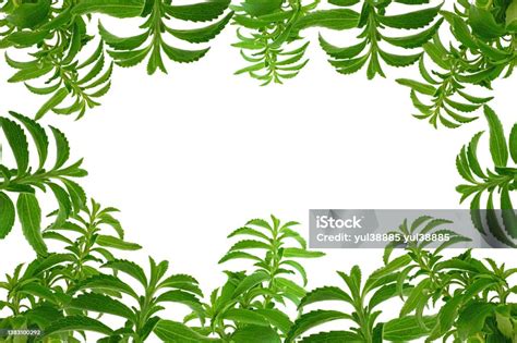 스테비아 프레임 흰색 배경에 격리 된 녹색 나뭇 가지 스테비아 공장 유기농 천연 저칼로리 감미료 스테비오사이드 감미료 원료