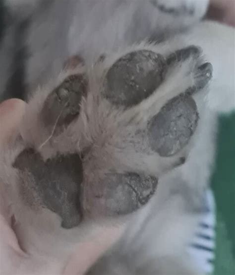 Un Cas De Pododermatite à Ankylostomes Chez Un Chien Dermavet