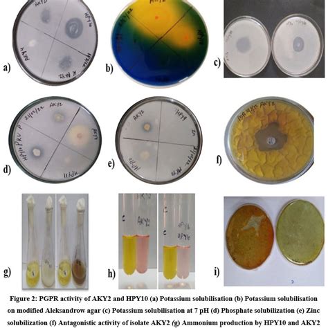 Isolation And Characterization Of Potential Potassium Solubilizing Bacteria With Various Plant