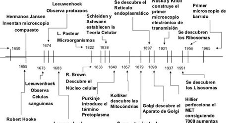 La Historia Del Microscopio Linea Del Tiempo Mica Images