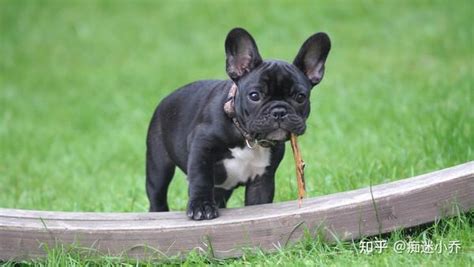 中型犬养什么好？6大适合家养的中型狗排名，有你喜欢的吗？ 知乎