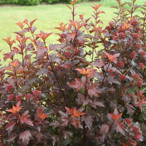 Physocarpus Opulifolius Ginger Wine® Ninebark From Tlc Wholesale Nursery