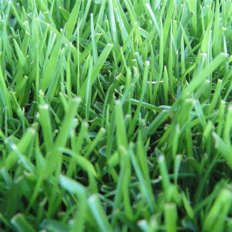 Zoysia Grass Blade