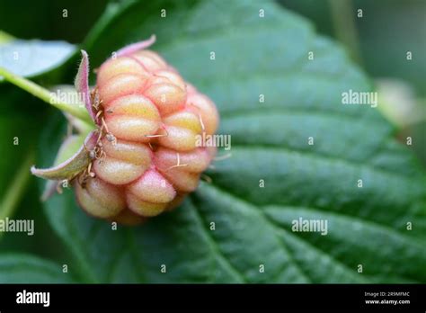 Raspberry Rubus Fruit In Various Stages Of Development Rubus Parvifolius Red Raspberries On
