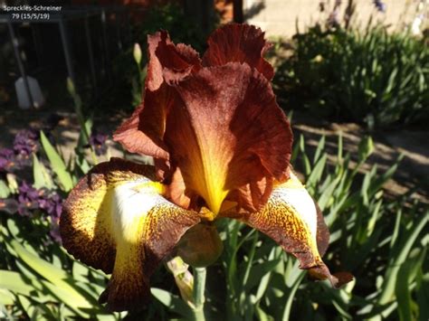 Iris Spreckles Schreiner 1971