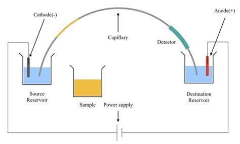 Different Types Of Dna Rna Gel Electrophoresis And Their Applications Genetic Education