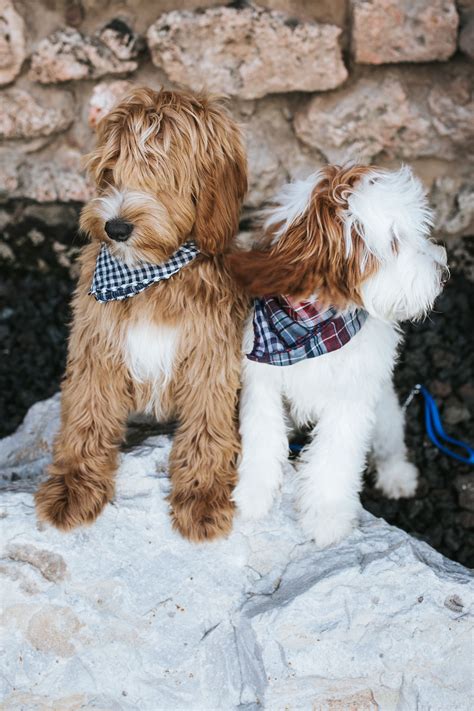 Apricot Mini Labradoodle