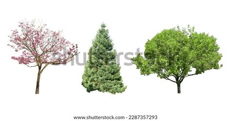 Tree Painting Side View Isolated On Stock Illustration 2287357293 Shutterstock