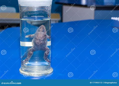 Fish Dissection Specimen For Science Tillescenter Specimens Science