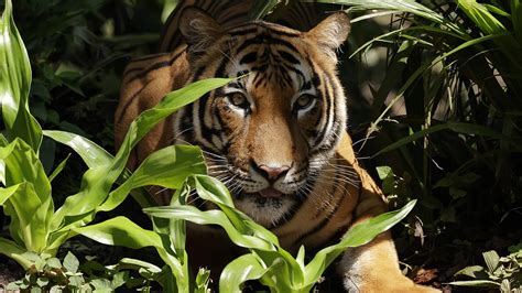 Malayan Tiger Rainforest Wild Adventure West Mandai Wildlife Reserve