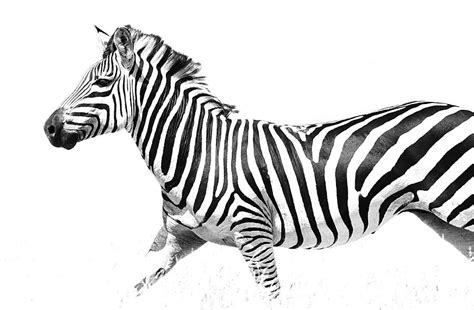 Bw Zebra Run Close Up Photograph By Joe Lategan