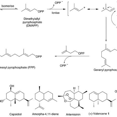 The Biosynthesis Pathway Of Geranyl Gpp And Farnesyl Pyrophosphate