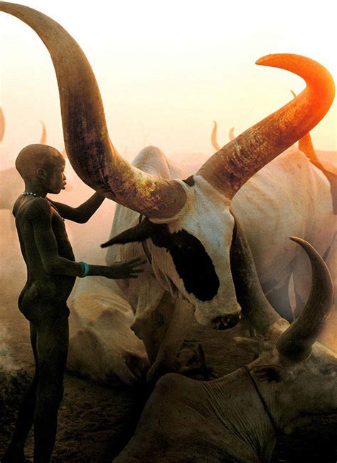 🔥 The Mythical Looking Ankole Cows Of The Dinkas People In South Sudan