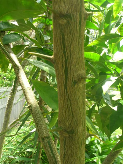 Forum What Citrus Tree Is This