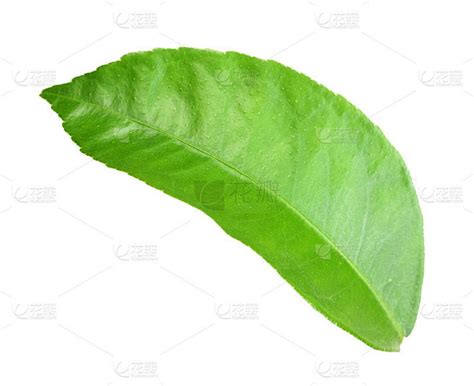 柑橘树的绿叶