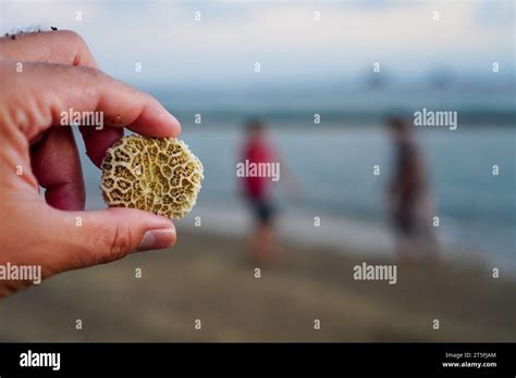 Hands Holding Small White Coral Flowers With Blur Background Of People