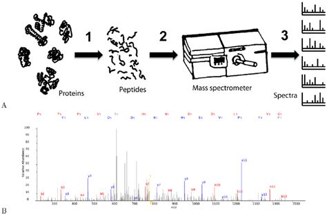 Overview Of Shotgun Proteomics Data Production A Schematic Of A