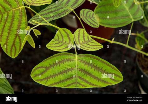 The New House Plant Christia Obcordata Stock Photo Alamy