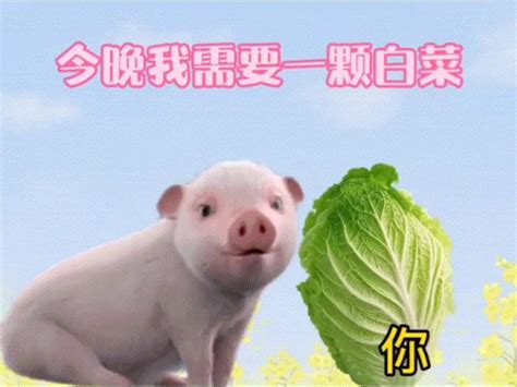 近期热门表情包 知乎