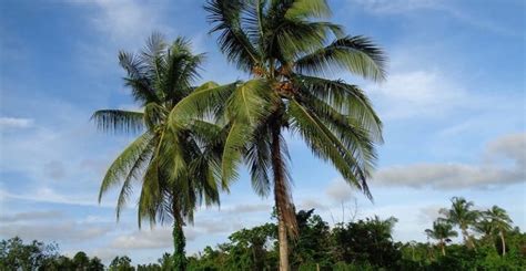 Coconut Tree Vs Palm Tree How To Identify The Difference Fallsgarden