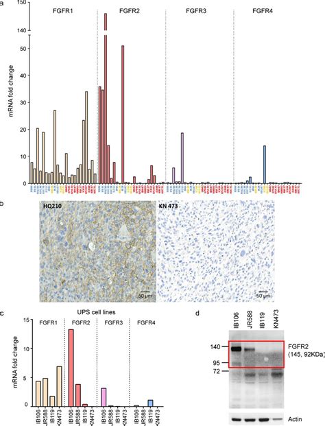 Expression Of Fgfr In Ups A Mrna Expression Of Fgfr1 2 3 4 By Rt Qpcr