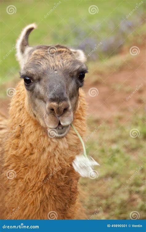 Llama Stock Image Image Of Close Head Eating Andes
