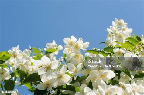 푸른 하늘 배경에 나뭇잎과 흰 꽃이 있는 자스민 가지 꽃 나무에 대한 스톡 사진 및 기타 이미지 꽃 나무 꽃 식물 꽃꽂이