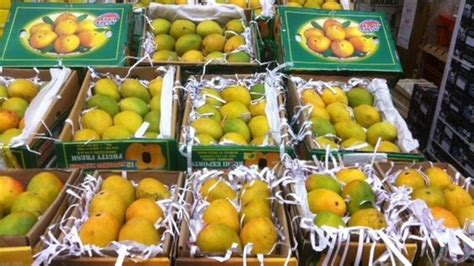 Bangladeshs Mango Export Hits Five Year High Press Xpress