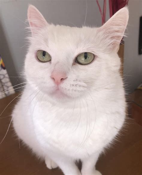 My Girl R Catpics