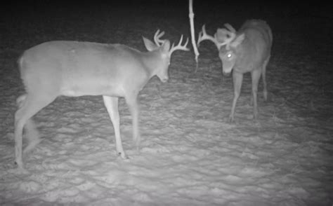 Attract And Hold More Bucks On Small Parcels Whitetail Habitat Solutions