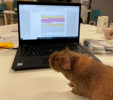 A Summer Journey At Ai Hub From Brain Rides To Co Design Workshops Computing Sciences