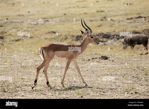 Springbock Namibia Nationalpark Stockfotografie Alamy