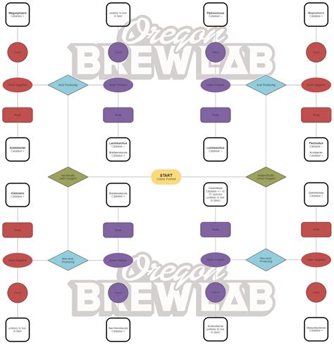 Beer Microbe Identification Flowchart Oregon Brewlab
